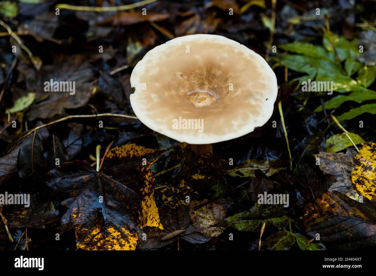 Clitocybe nebularis - Clouded Funnel fungus. Forest of Dean Stock Photo ...