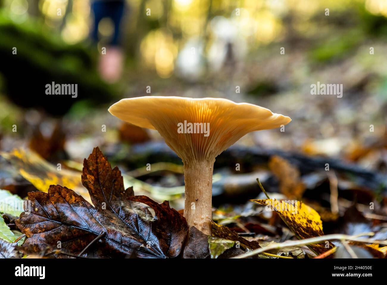 Clitocybe nebularis - Clouded Funnel fungus. Forest of Dean Stock Photo ...