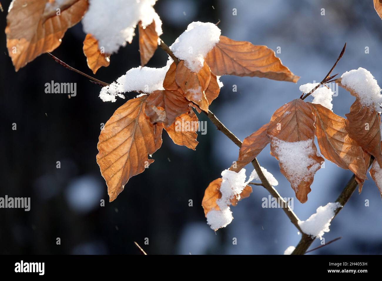 Beech branches with snow Stock Photo - Alamy