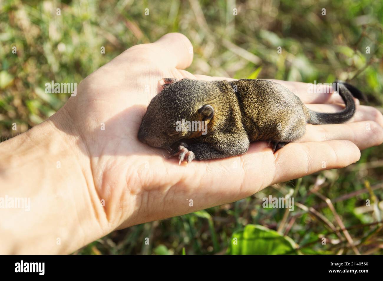 Indian palm squirrel (Funambulus palmarium) pup Stock Photo - Alamy