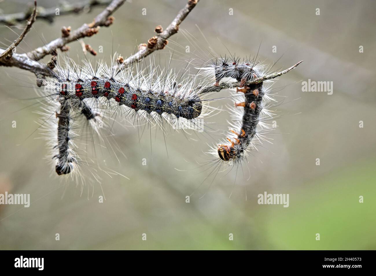 Insektenplagen hi-res stock photography and images - Alamy