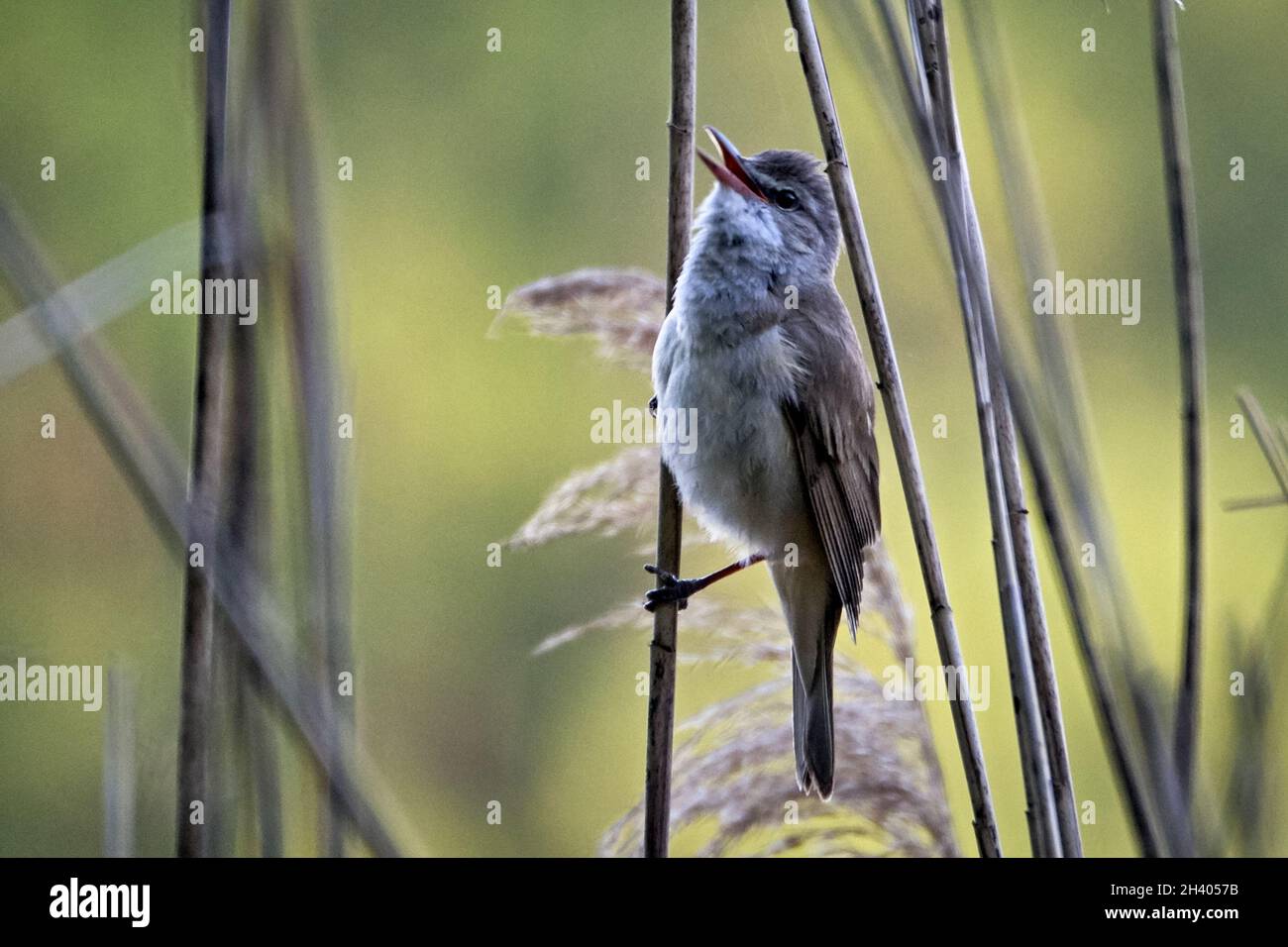 Acrocephalidae acrocephalus hi-res stock photography and images - Alamy