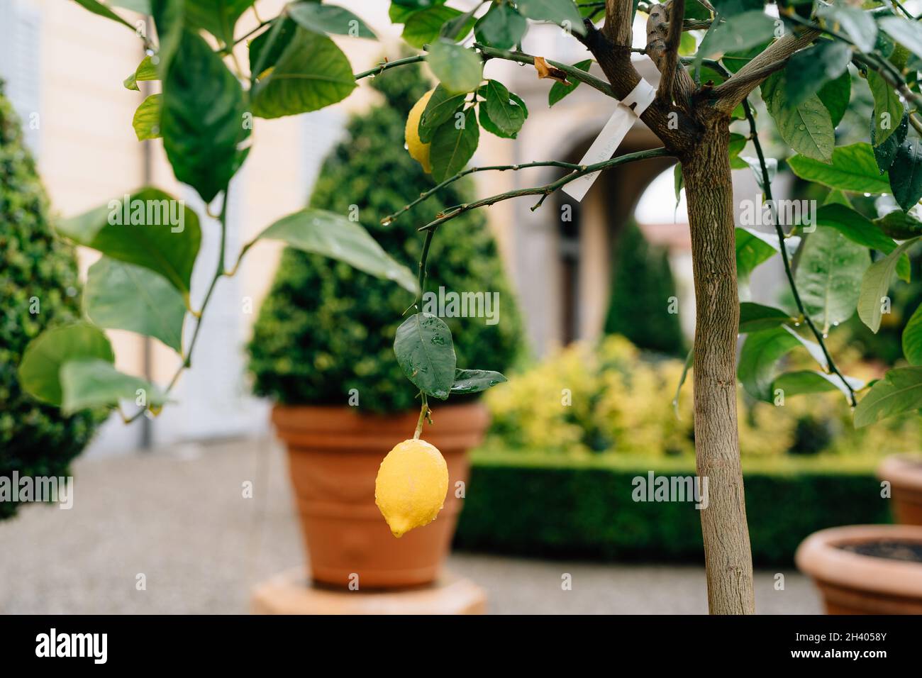 Yellow lemon fruit on the branches of the tree among the foliage ...