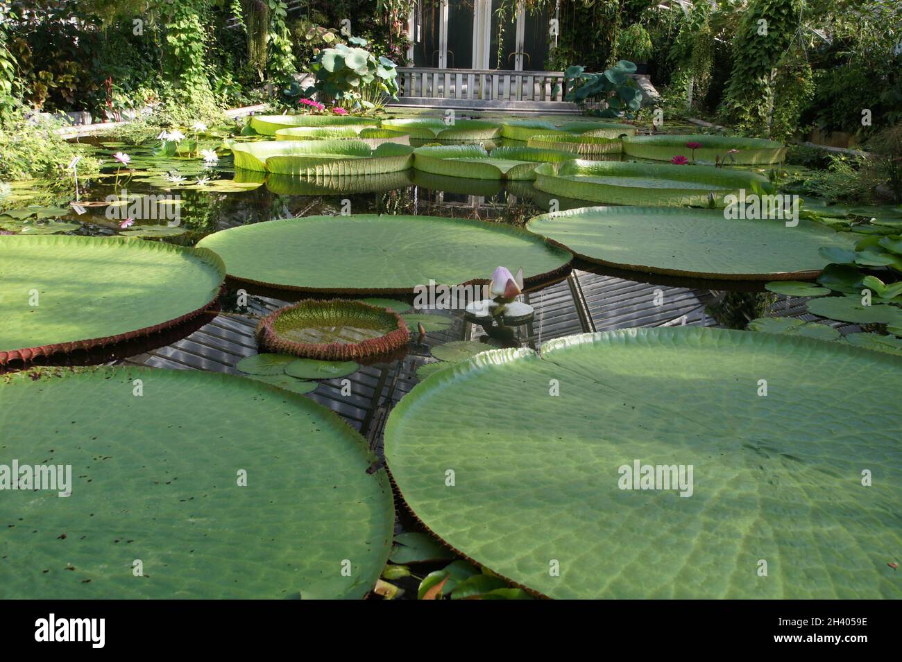 Victoria amazonica nymphaea victoria hi-res stock photography and ...