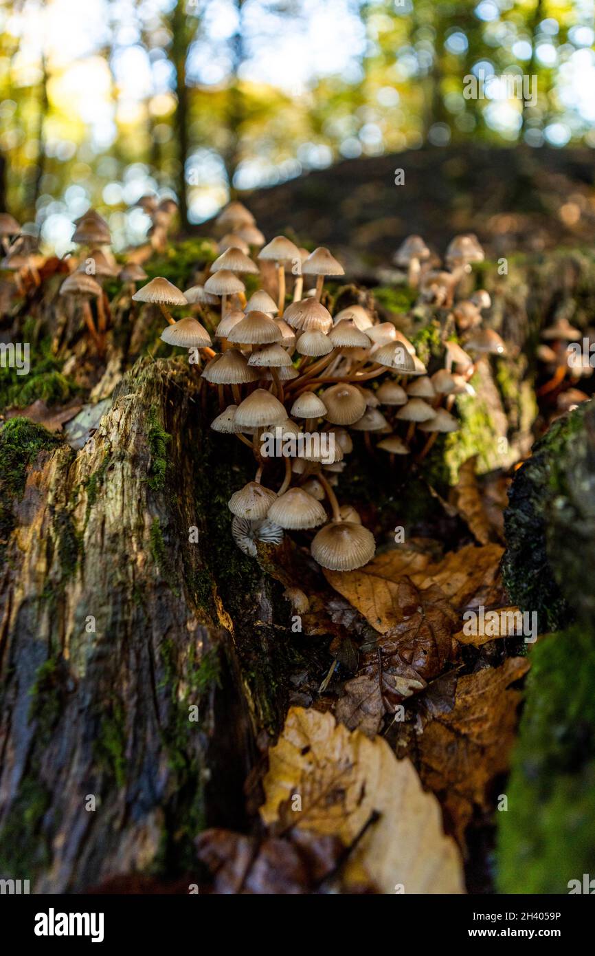 Mycena sp. or Mica cap - Coprinellus micaceus. Fungus Stock Photo - Alamy
