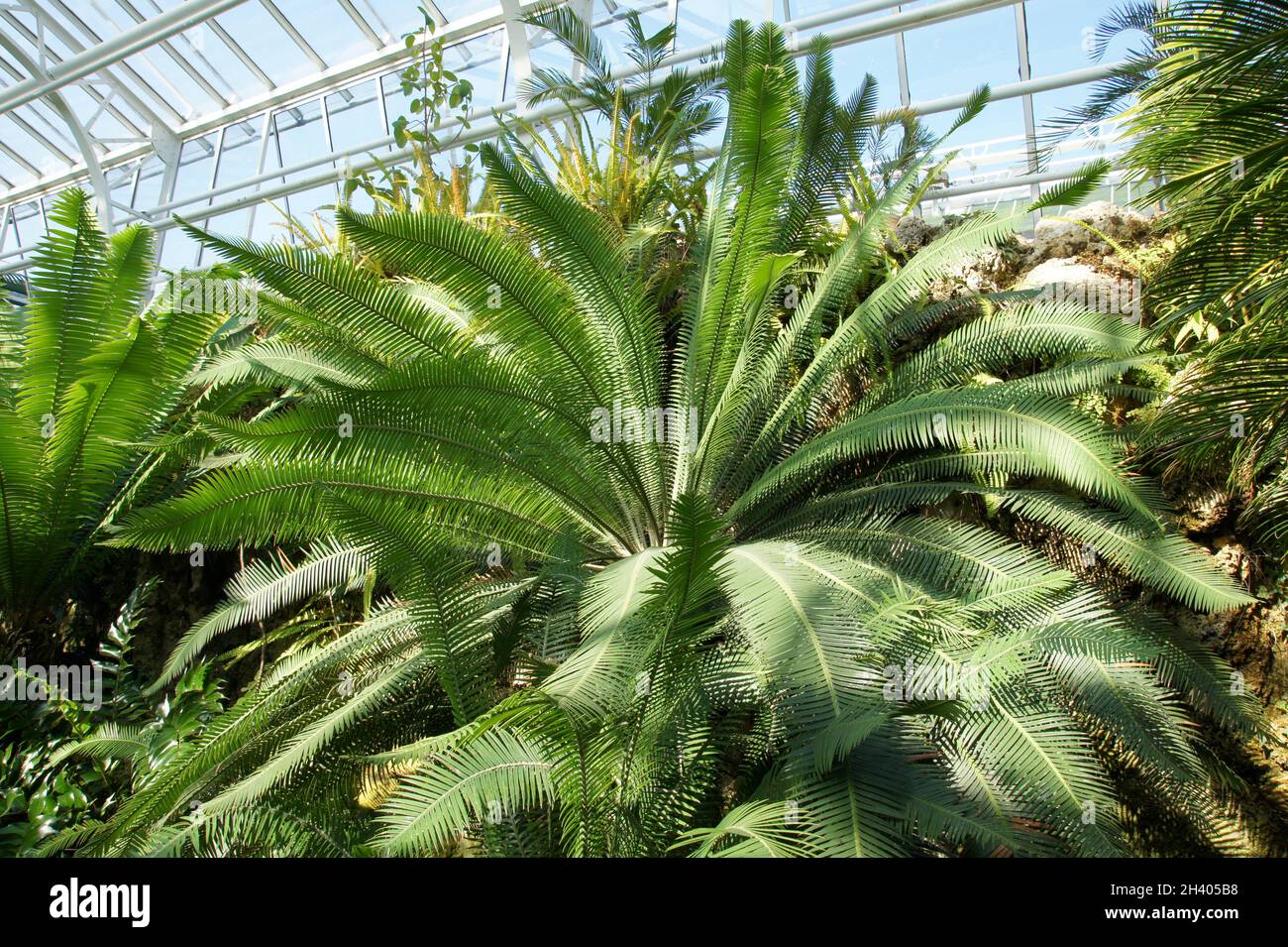 Chestnut dioon (dioon edule) hi-res stock photography and images - Alamy
