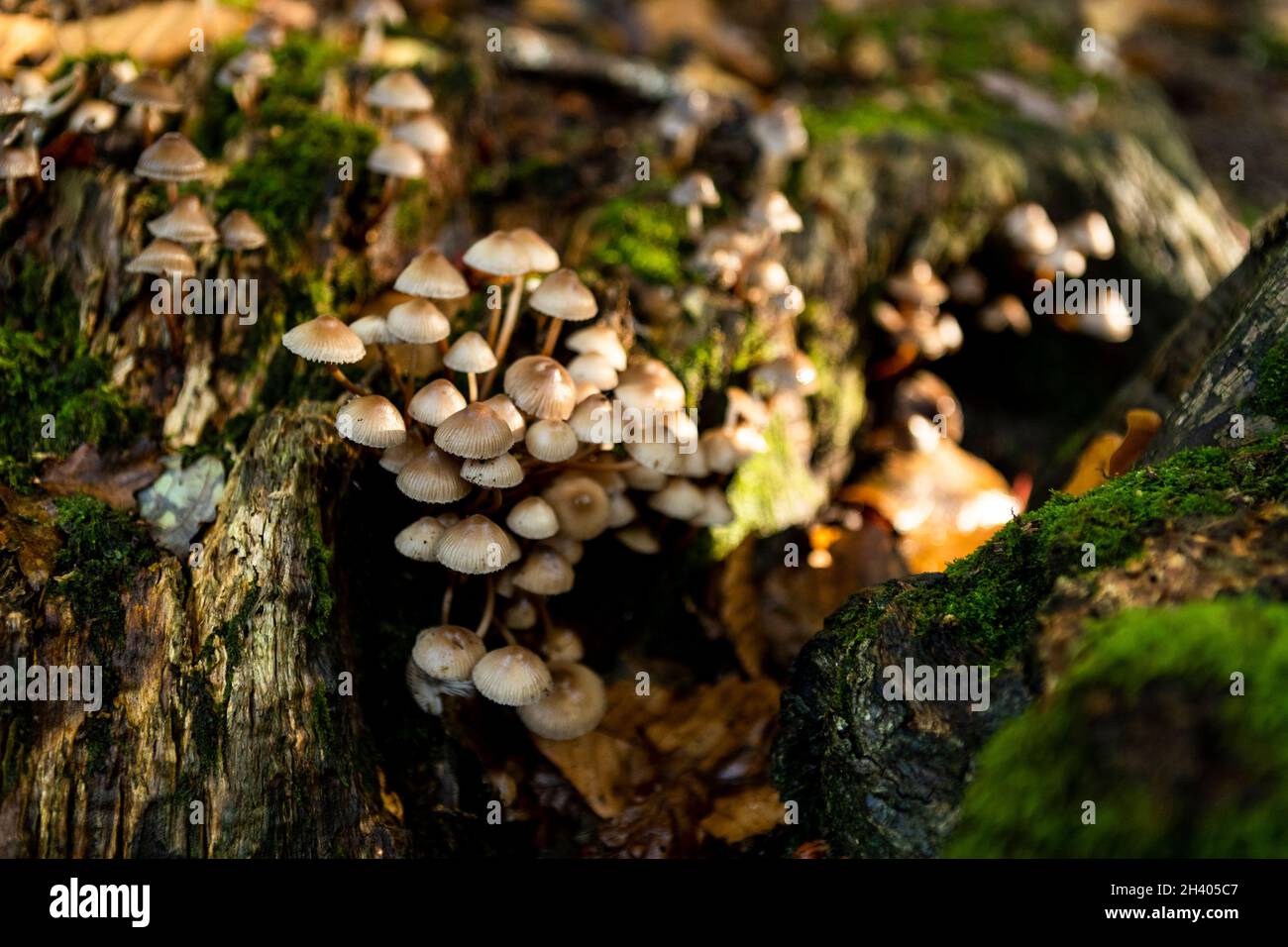 Mycena sp. or Mica cap - Coprinellus micaceus. Fungus Stock Photo - Alamy