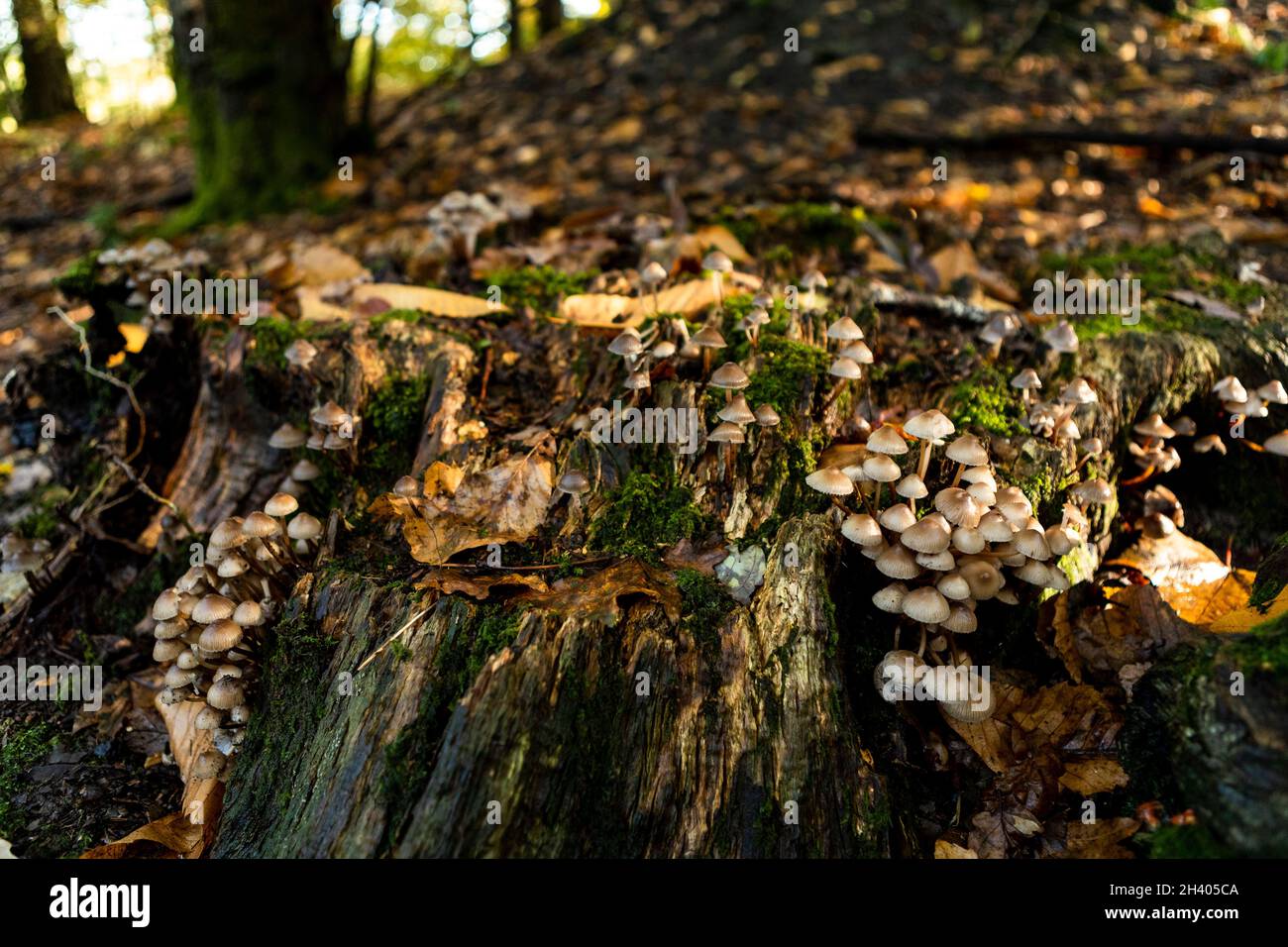 Mycena sp. or Mica cap - Coprinellus micaceus. Fungus Stock Photo - Alamy