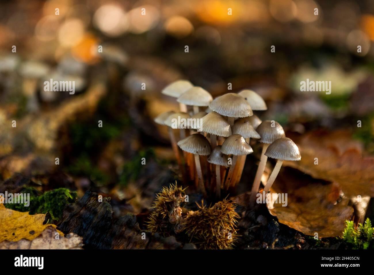 Mycena sp. or Mica cap - Coprinellus micaceus. Fungus Stock Photo - Alamy