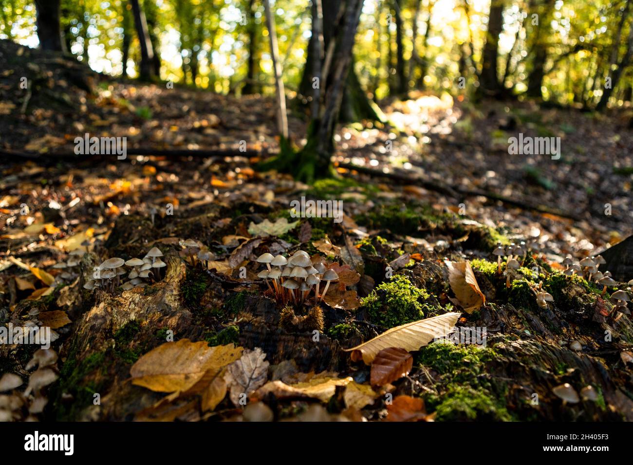 Mycena sp. or Mica cap - Coprinellus micaceus. Fungus Stock Photo - Alamy