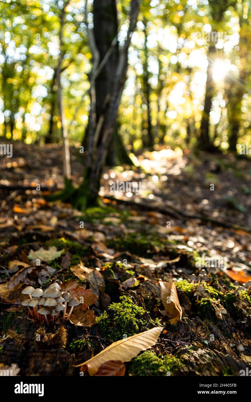 Mycena sp. or Mica cap - Coprinellus micaceus. Fungus Stock Photo - Alamy