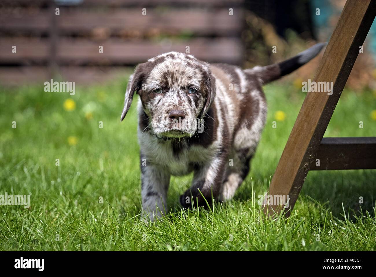 Spotted Labrador Retriever Puppy Stock Photo - Alamy