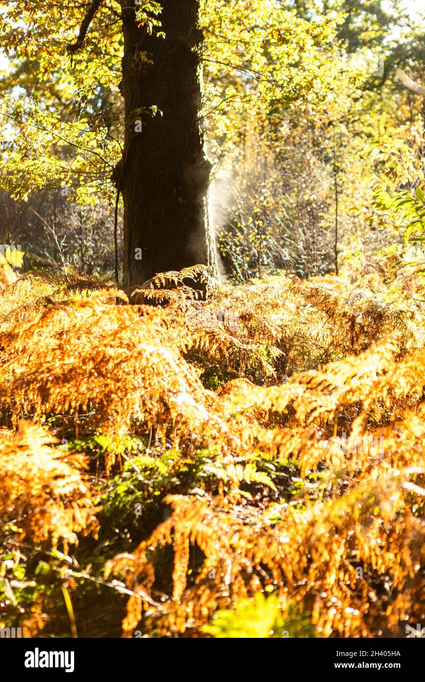 Autumn, Forest of Dean, England. Bracken and a steaming tree Stock ...