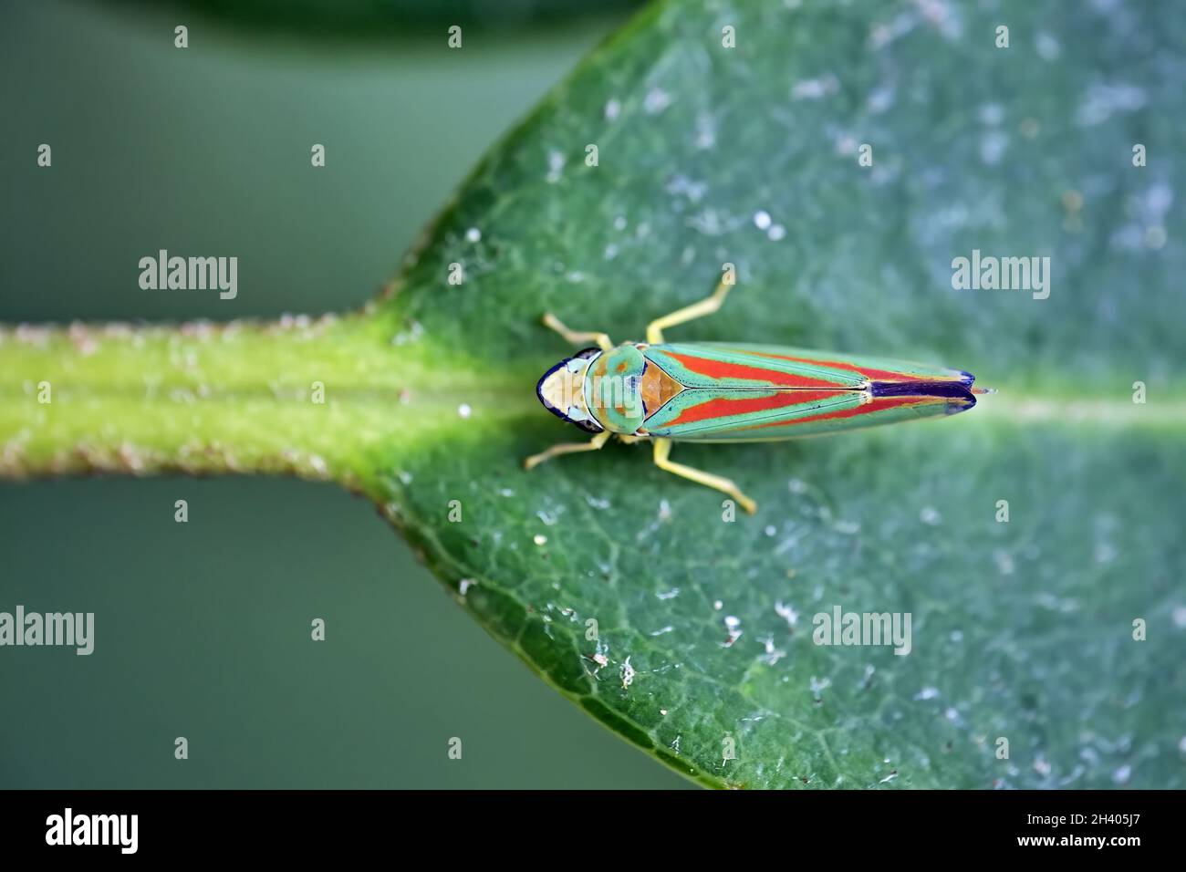Rhododendron cicada (Graphocephala fennahi Stock Photo - Alamy