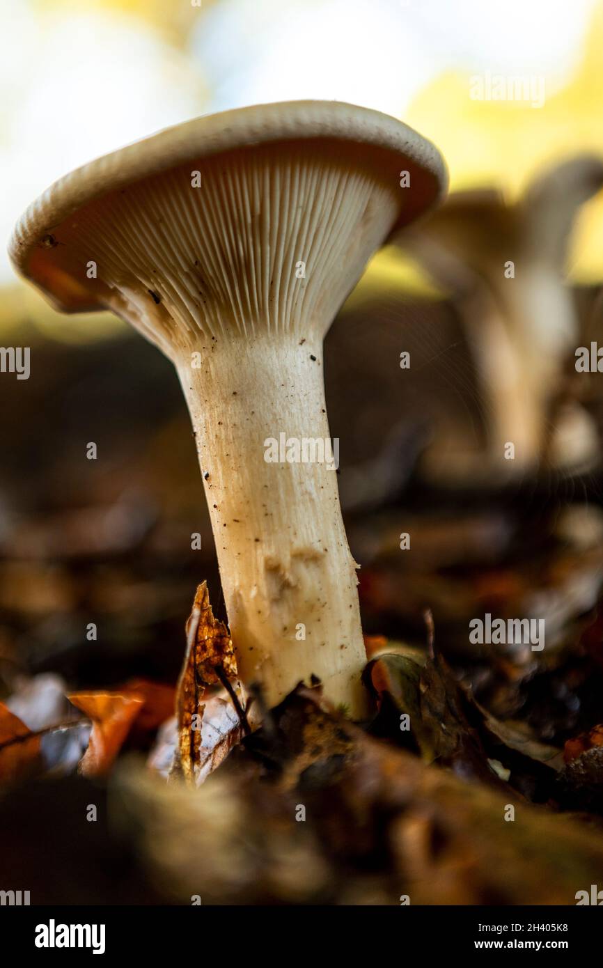 Trooping Funnel - Infundibulicybe geotropa. Fungus Stock Photo - Alamy