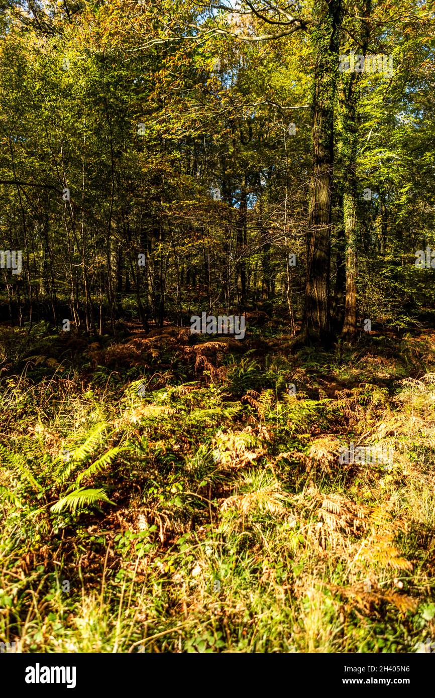 At the old dean estate hi-res stock photography and images - Alamy