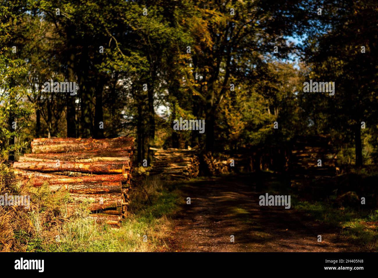 Autumn, Forest of Dean, England. Upper Old Park Wood Stock Photo - Alamy