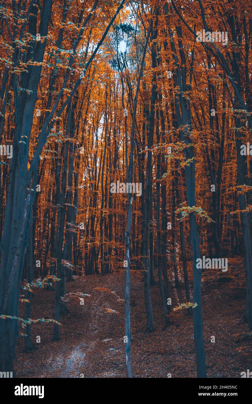 Splendid morning scene in the colorful woodland. Beauty of nature ...