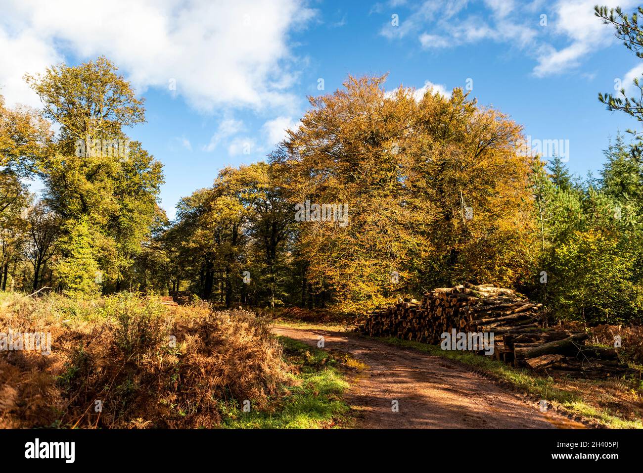 Autumn, Forest of Dean, England. Upper Old Park Wood Stock Photo - Alamy