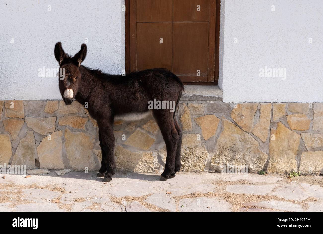 Spanish donkey in freedom in a park of care of the species Stock Photo ...