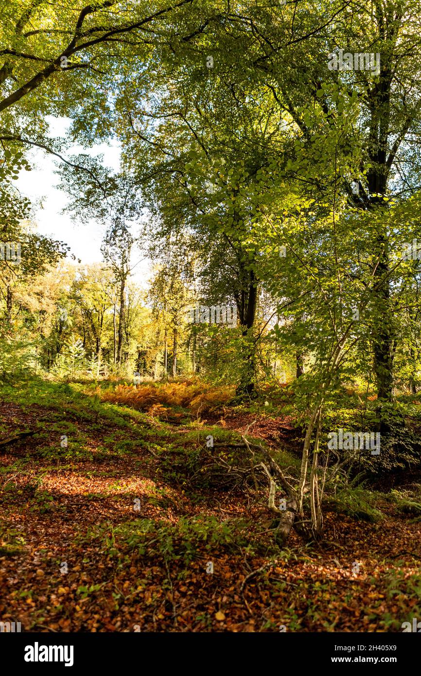 Autumn, Forest of Dean, England. Upper Old Park Wood Stock Photo - Alamy