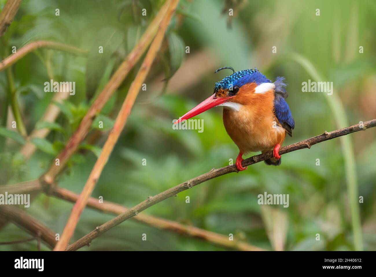Malachite Kingfisher - Alcedo cristata, beautiful small blue and orange ...