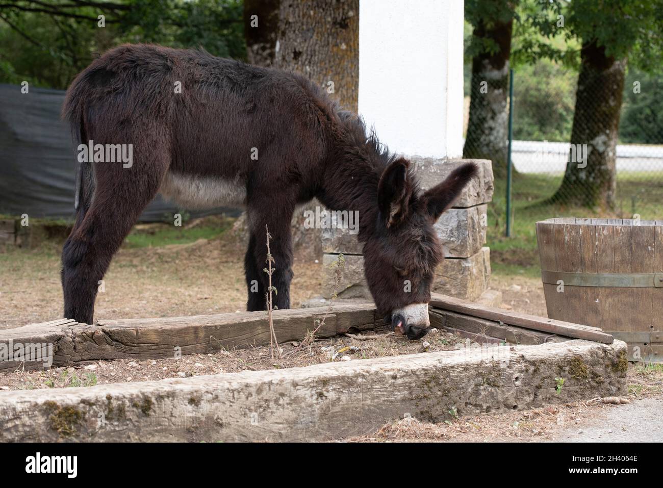 Spanish donkey in freedom in a park of care of the species Stock Photo ...