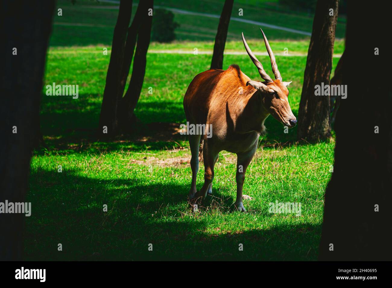 A fat deer in the sunny garden grass with shadows with tress Stock ...