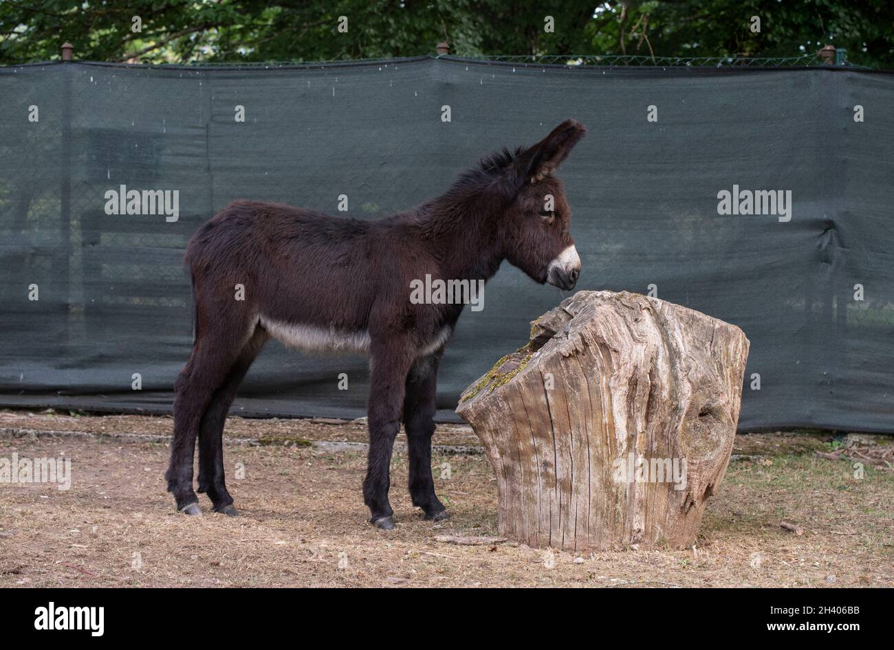 Spanish donkey in freedom in a park of care of the species Stock Photo ...