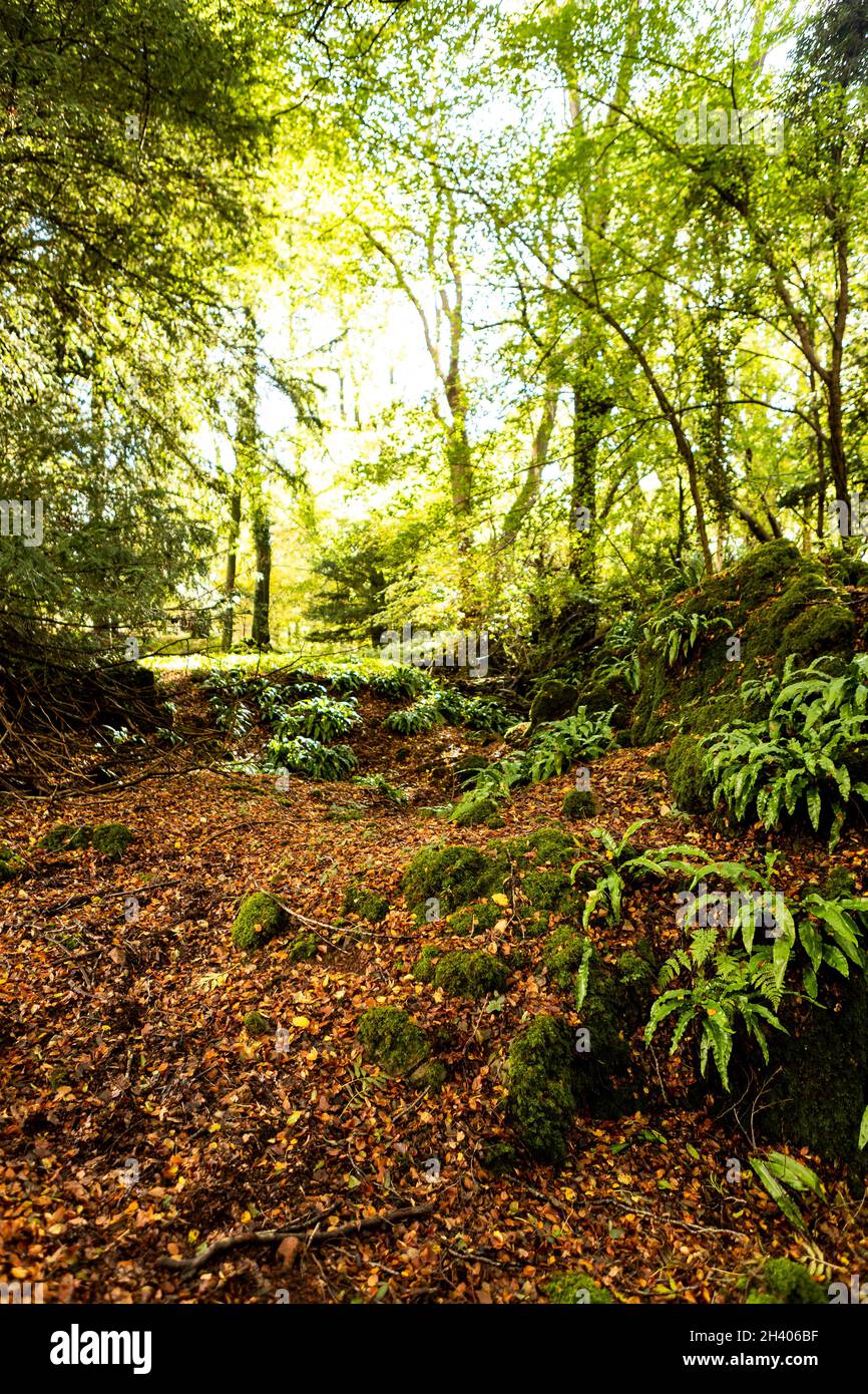 Autumn, Forest of Dean, England. The Scowles, Devils Chapel Stock Photo ...