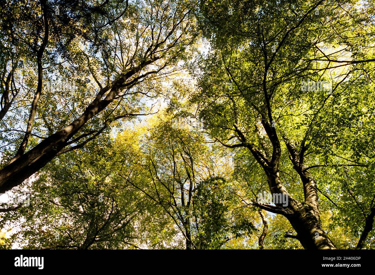 Autumn, Forest of Dean, England. The Scowles, Devils Chapel Stock Photo ...