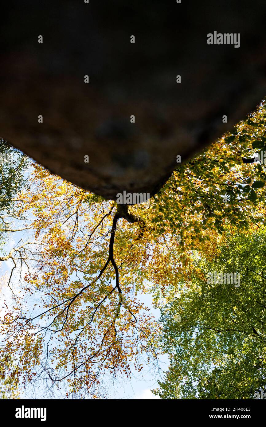 Autumn, Forest of Dean, England. Beech tree. Upper Old Park Woods Stock ...