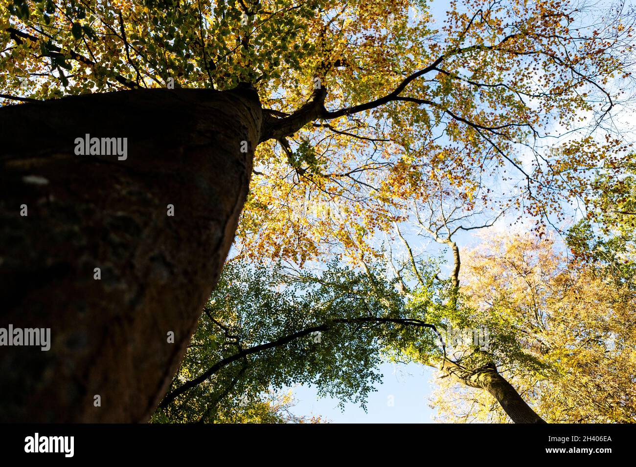 Autumn, Forest of Dean, England. Beech tree. Upper Old Park Woods Stock ...