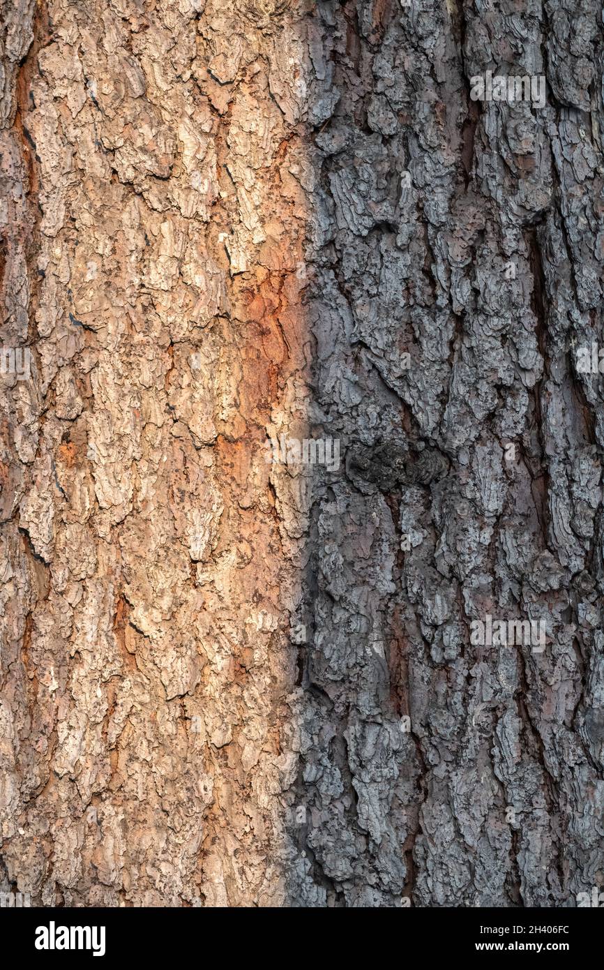 Old wood bark texture or background. Red pine tree Stock Photo - Alamy