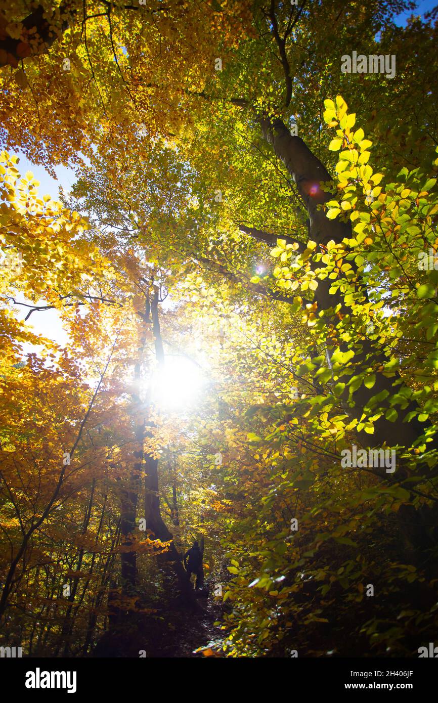 Splendid morning scene in the colorful woodland. Beauty of nature ...