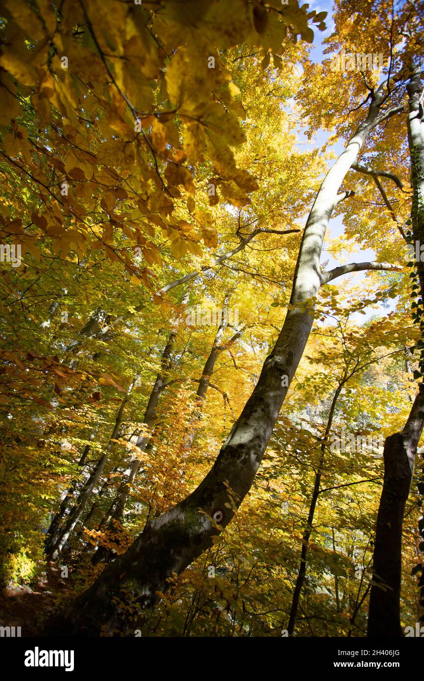 Splendid morning scene in the colorful woodland. Beauty of nature ...