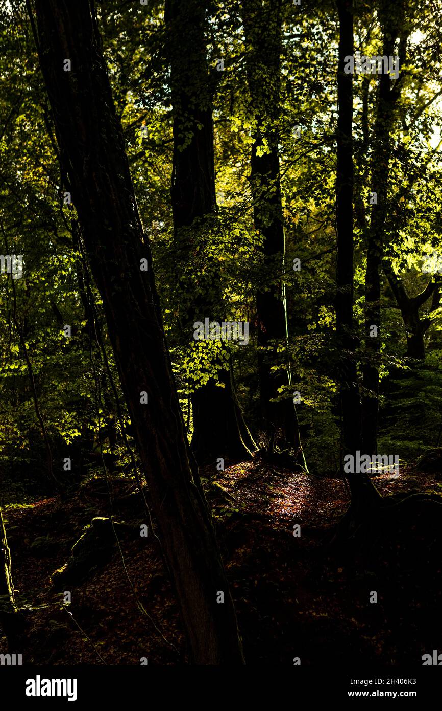Autumn, Forest of Dean, England. The Scowles, Devils Chapel Stock Photo ...