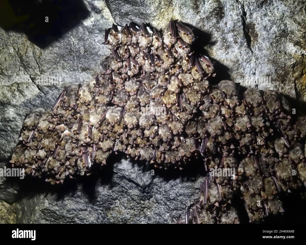 Lesser mouse-eared bat (Myotis blythii) in cave Stock Photo - Alamy