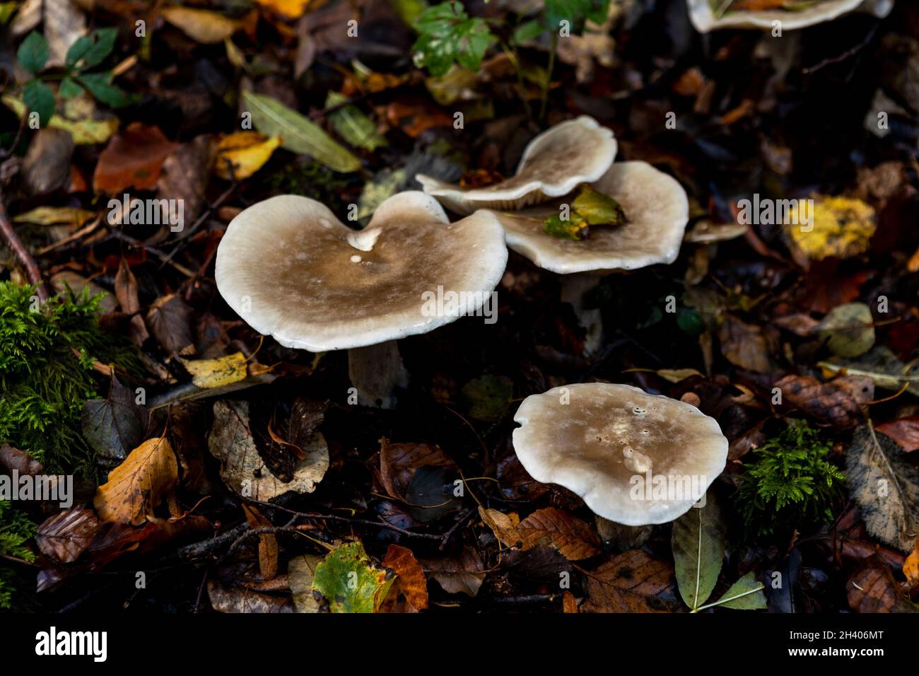 Clitocybe nebularis - Clouded Funnel fungus. Forest of Dean Stock Photo ...