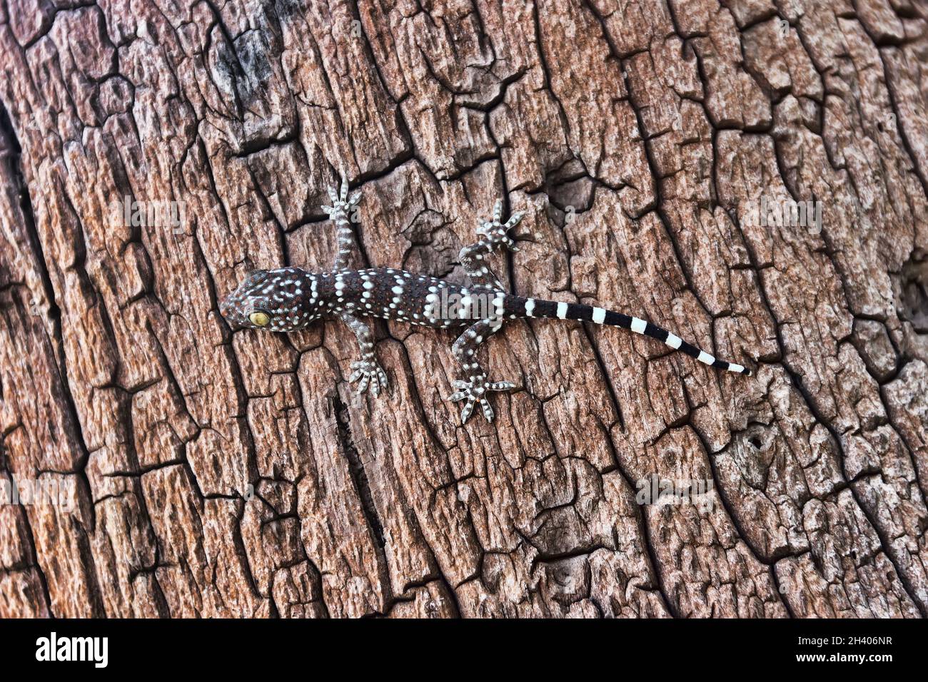 Gray-colored Toki Gecko Stock Photo - Alamy