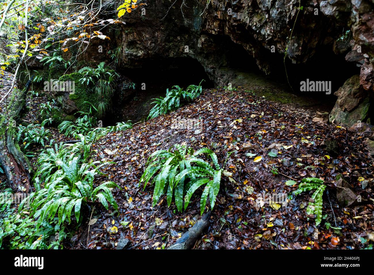 Autumn, Forest of Dean, England. The Scowles, Deveils Chapel Stock ...