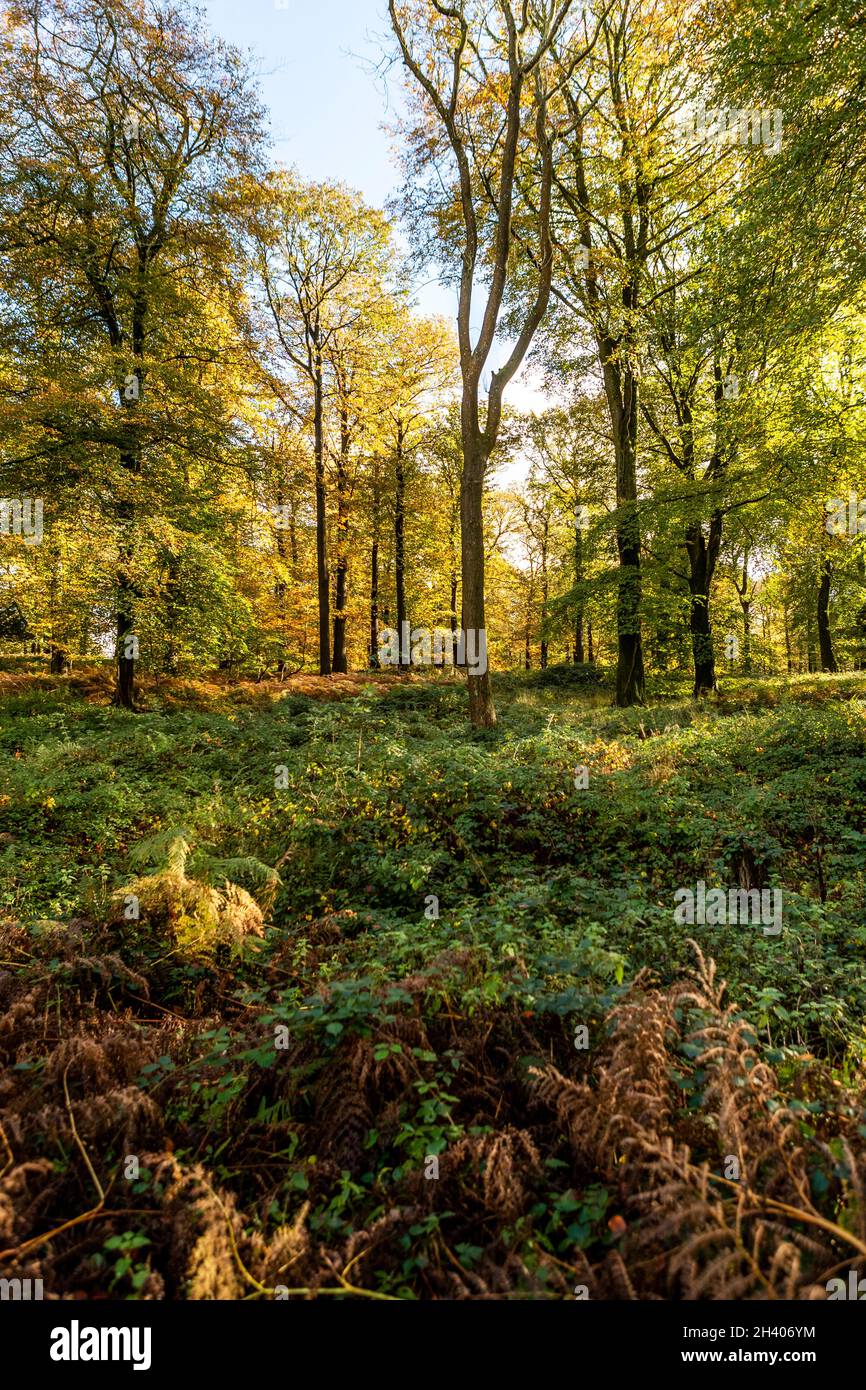 Autumn, Forest of Dean, England. Upper Old Park Woods Stock Photo - Alamy