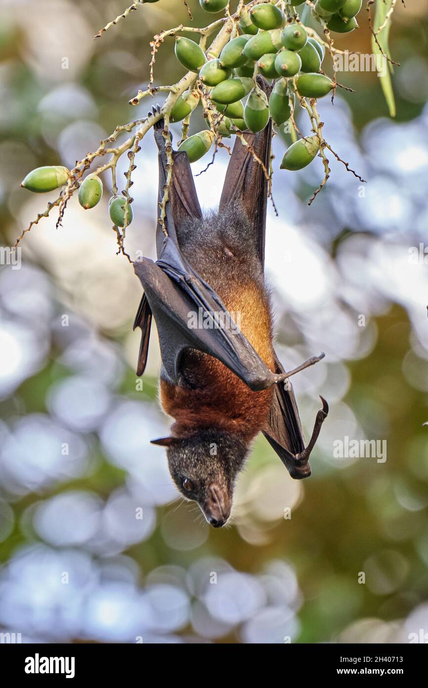 Island-flying fox (Pteropus hypomelanus condorensis Stock Photo - Alamy
