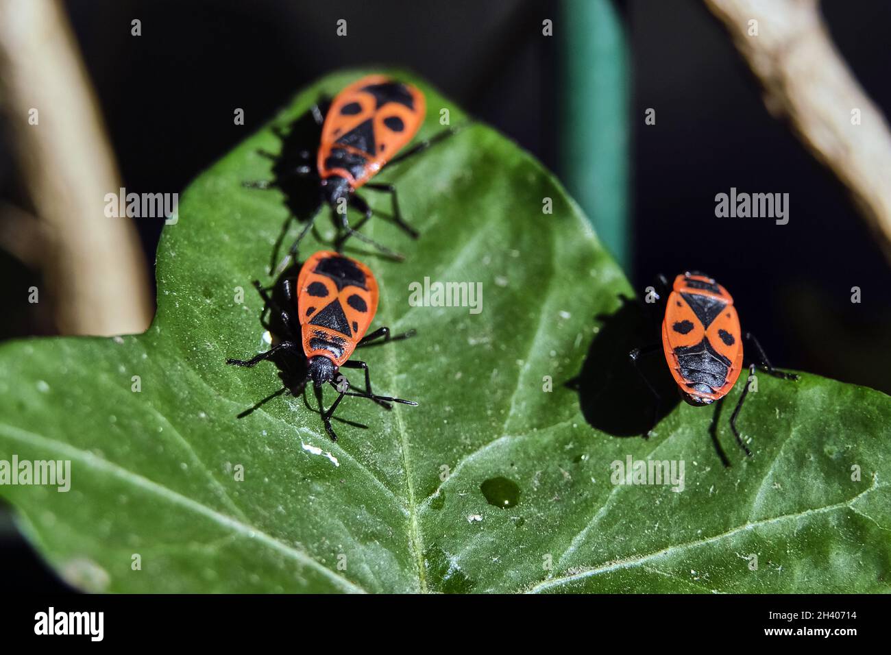 Fire bugs (Pyrrhocoridae Stock Photo - Alamy