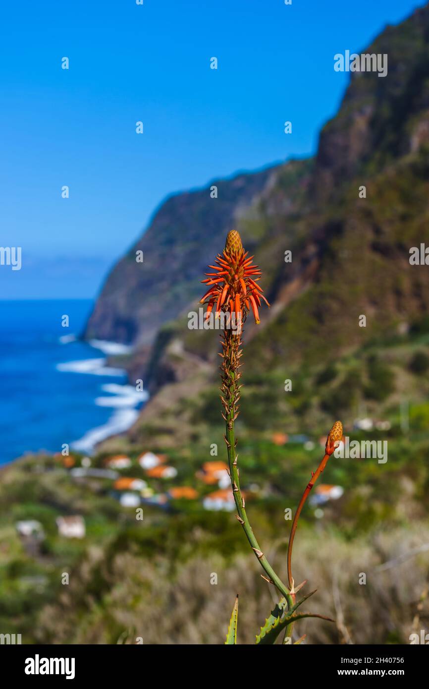 Flowers of madeira hi-res stock photography and images - Alamy