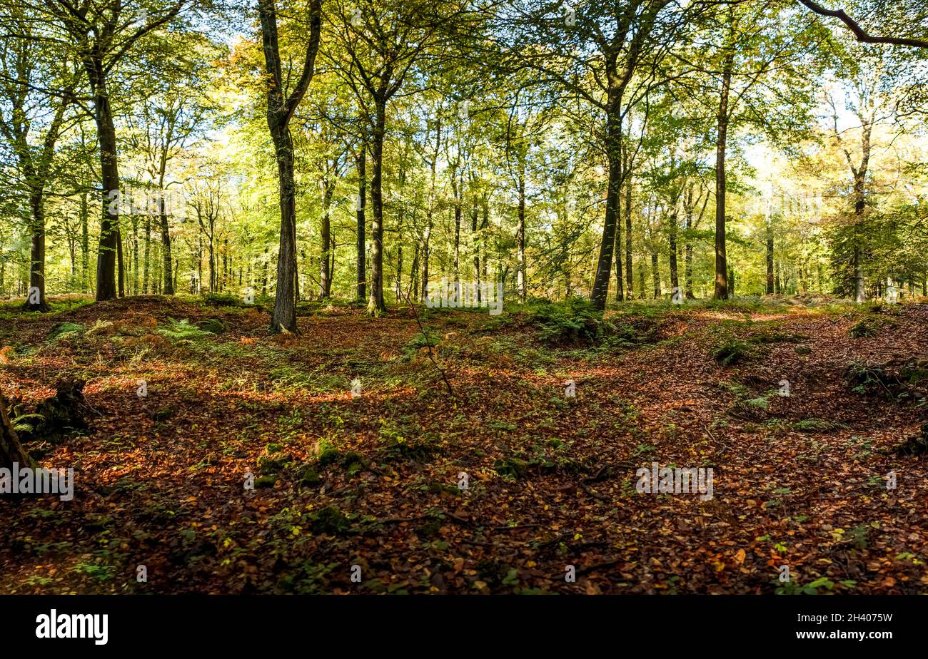 Autumn, Forest of Dean, England. Upper Old Park Wood Stock Photo - Alamy