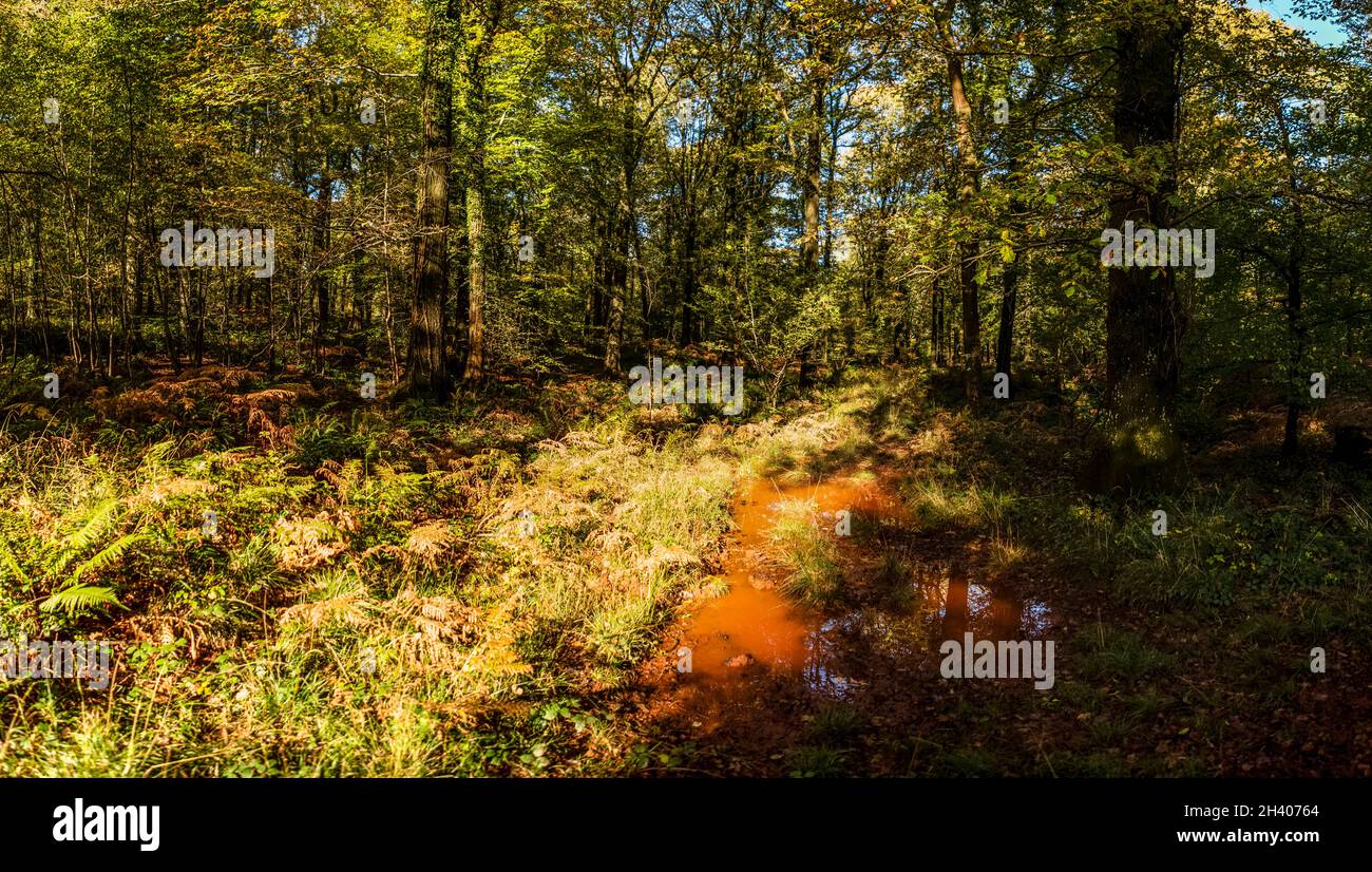 Autumn, Forest of Dean, England. Upper Old Park Wood Stock Photo - Alamy