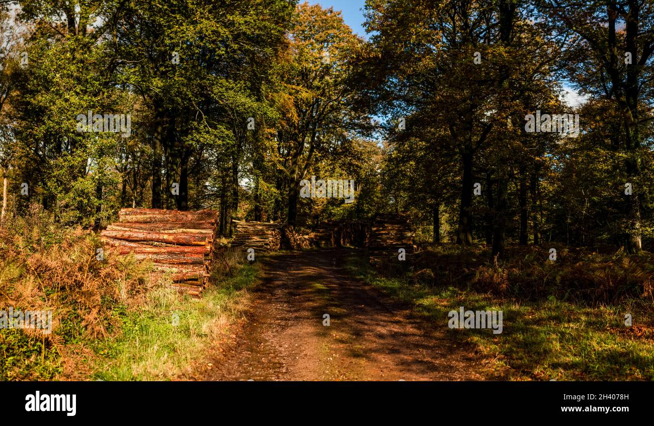 Autumn, Forest of Dean, England. Upper Old Park Wood Stock Photo - Alamy