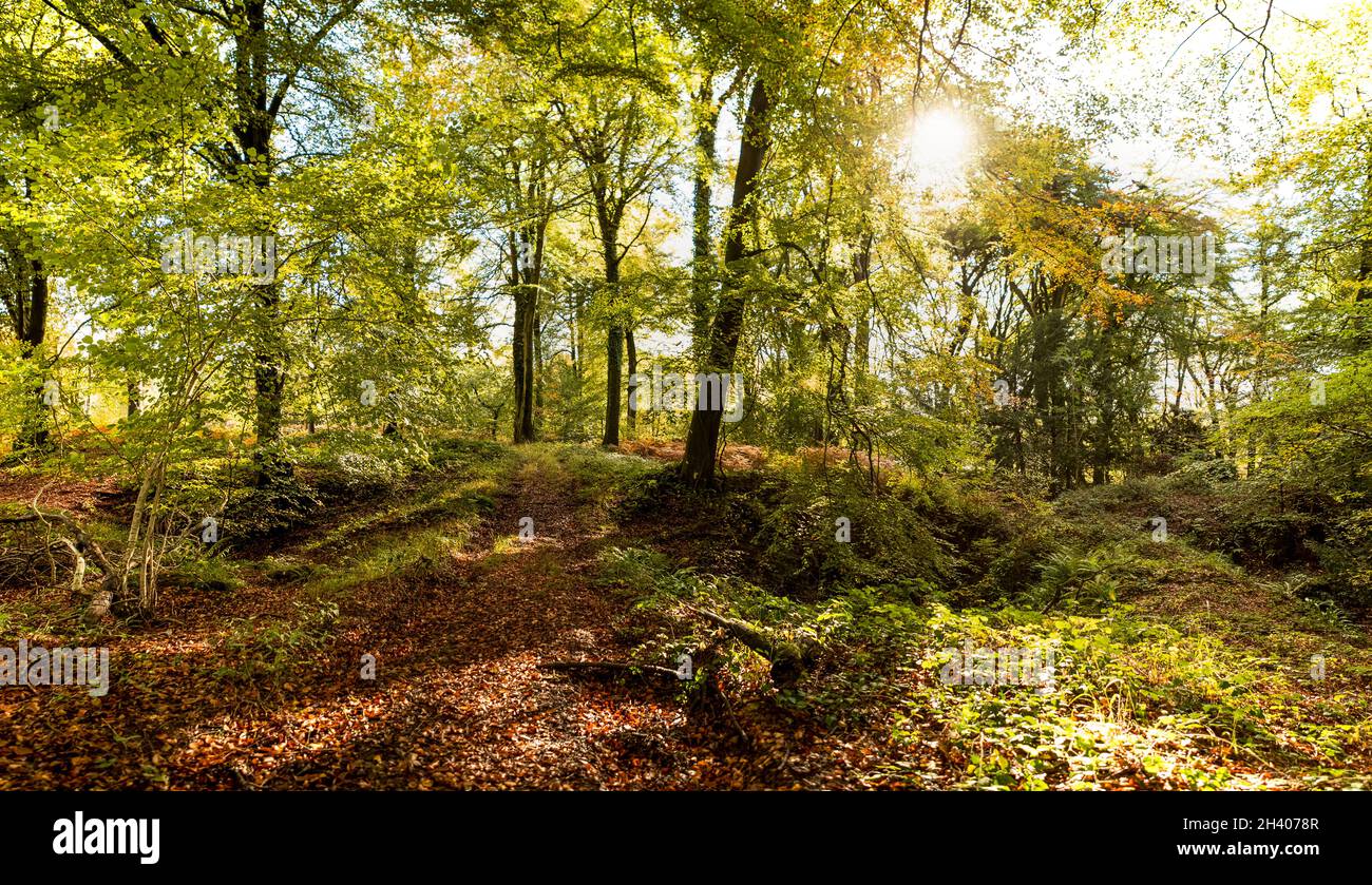 Autumn, Forest of Dean, England. Upper Old Park Wood Stock Photo - Alamy