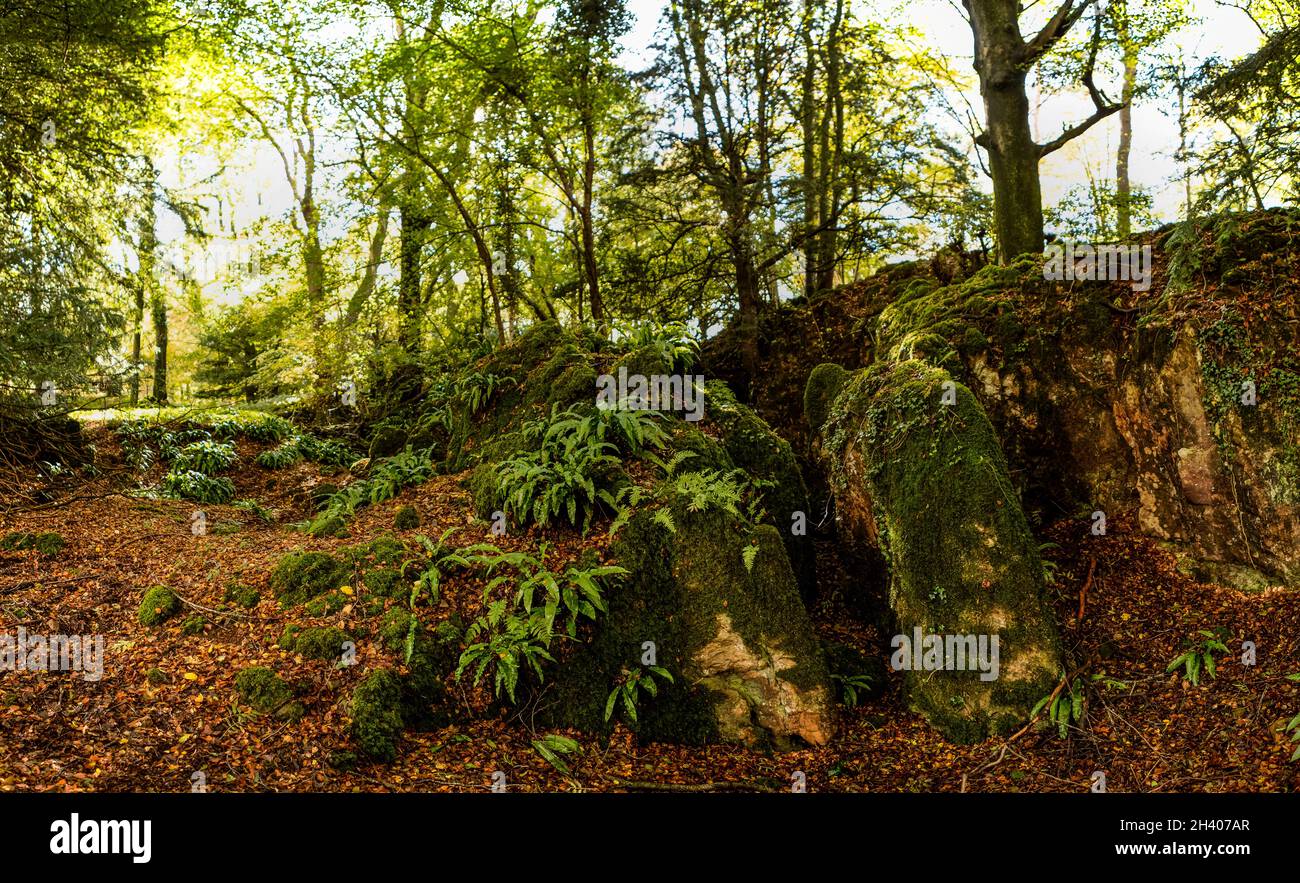 Autumn, Forest of Dean, England. The Scowles, Devils Chapel Stock Photo ...